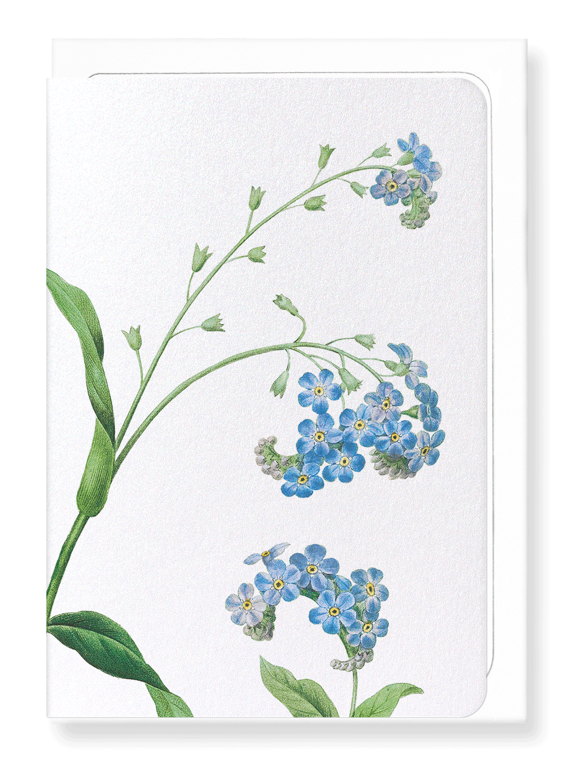 Forget Me Not Flowers Drawings C29 Forget Me Nots | Website